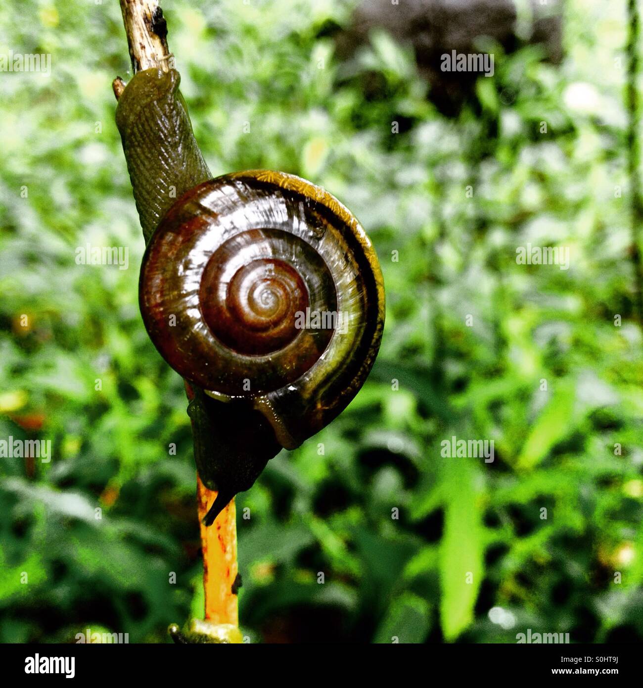 Snail at the forest Stock Photo - Alamy