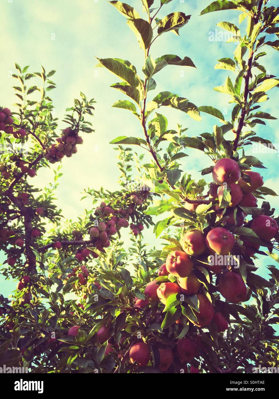 Fruit tree for full sun hi-res stock photography and images - Alamy