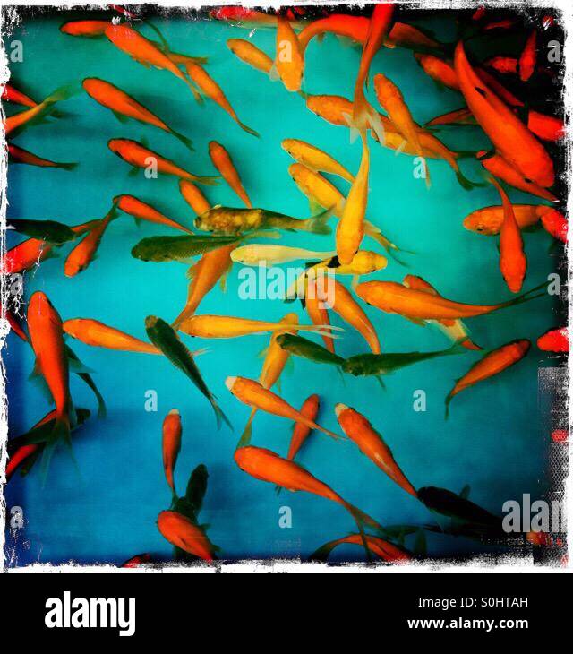 School of gold fish hi-res stock photography and images - Alamy