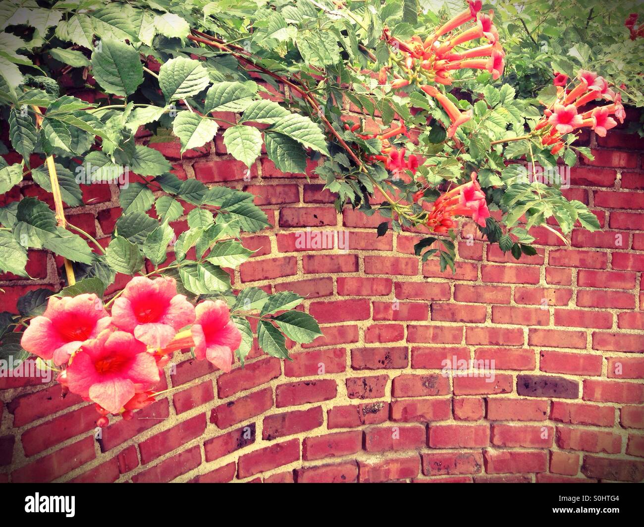 Curved trumpet hi-res stock photography and images - Alamy