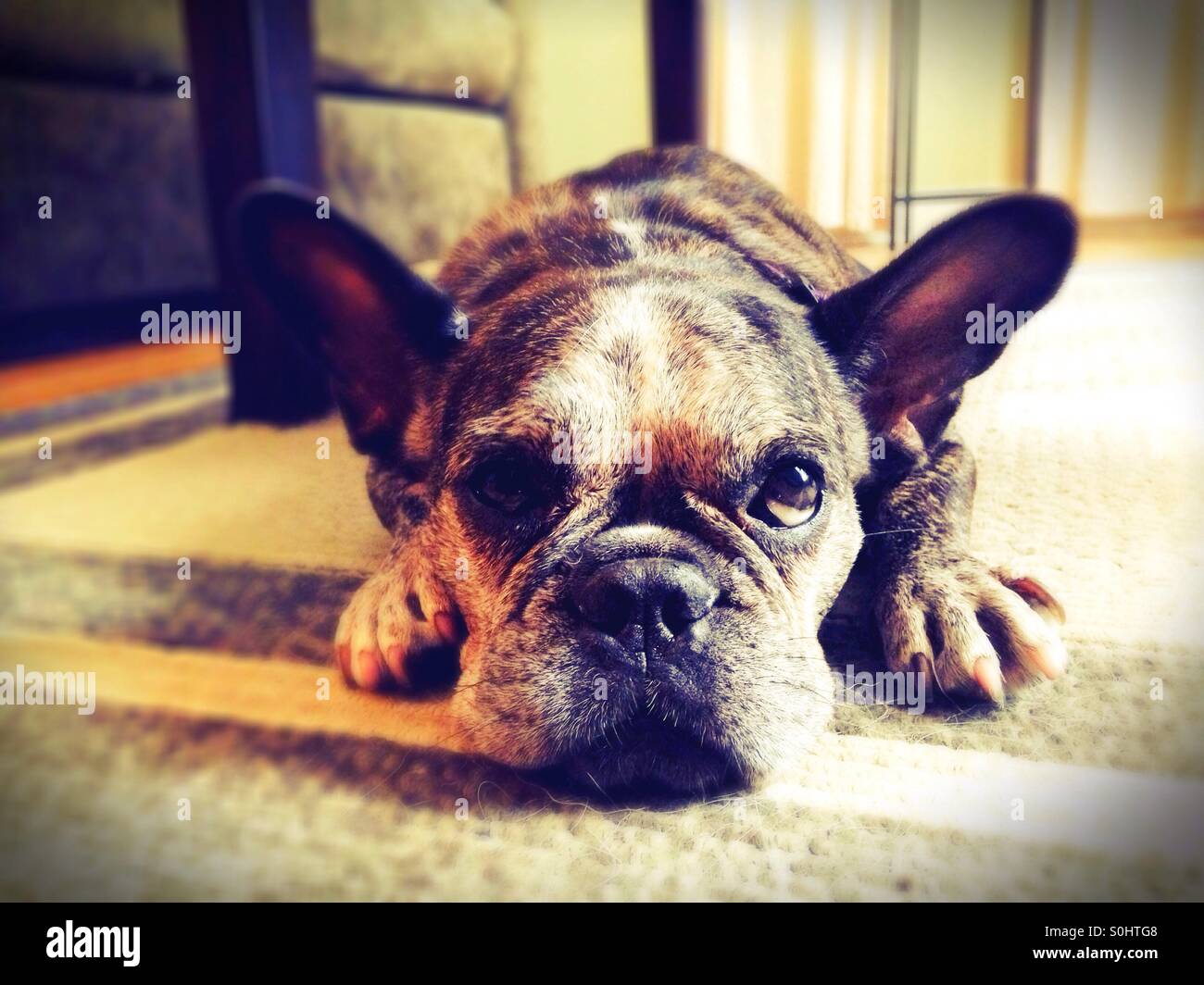 Guilty look dog hi-res stock photography and images - Alamy