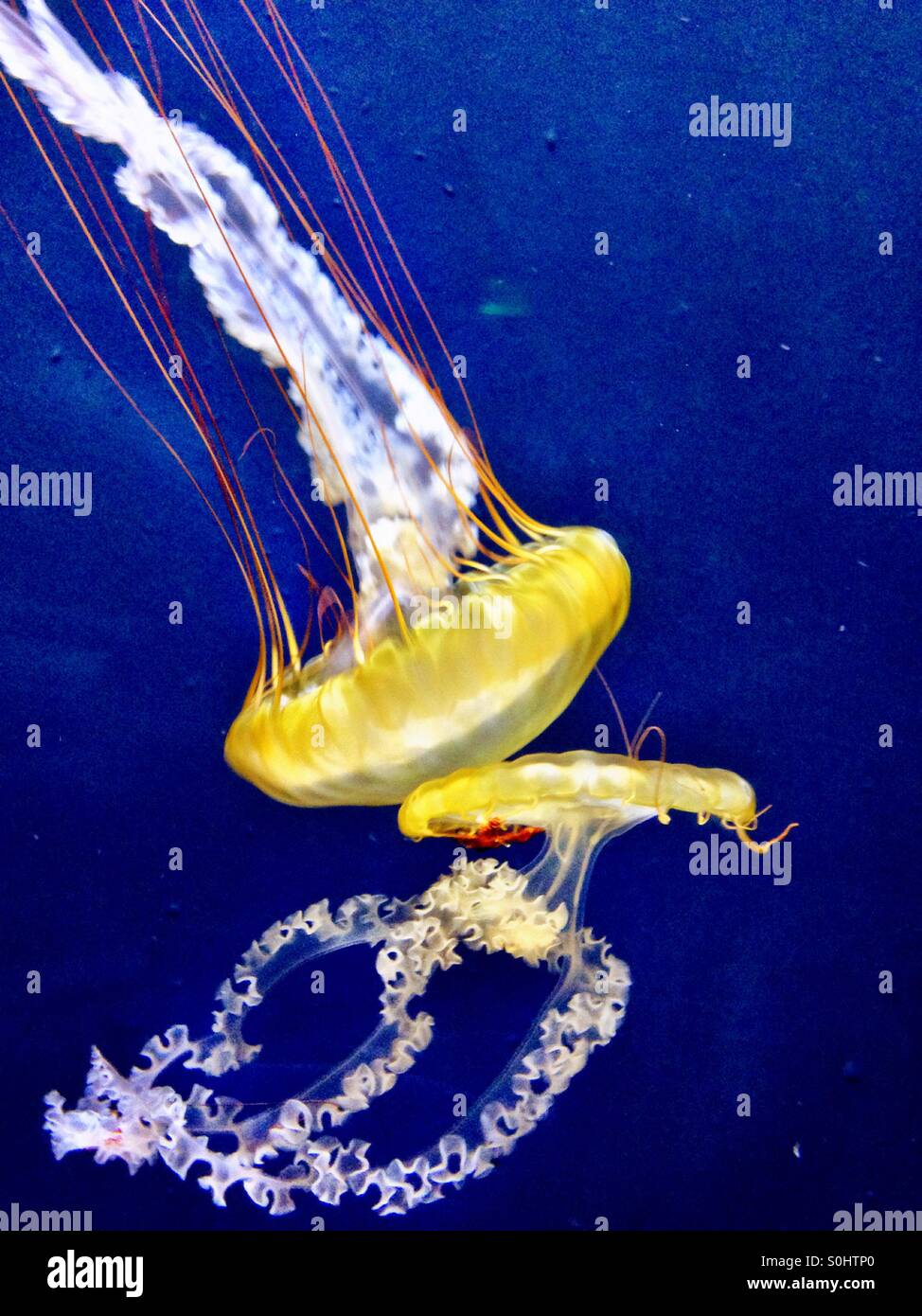 Two jelly fish hi-res stock photography and images - Alamy