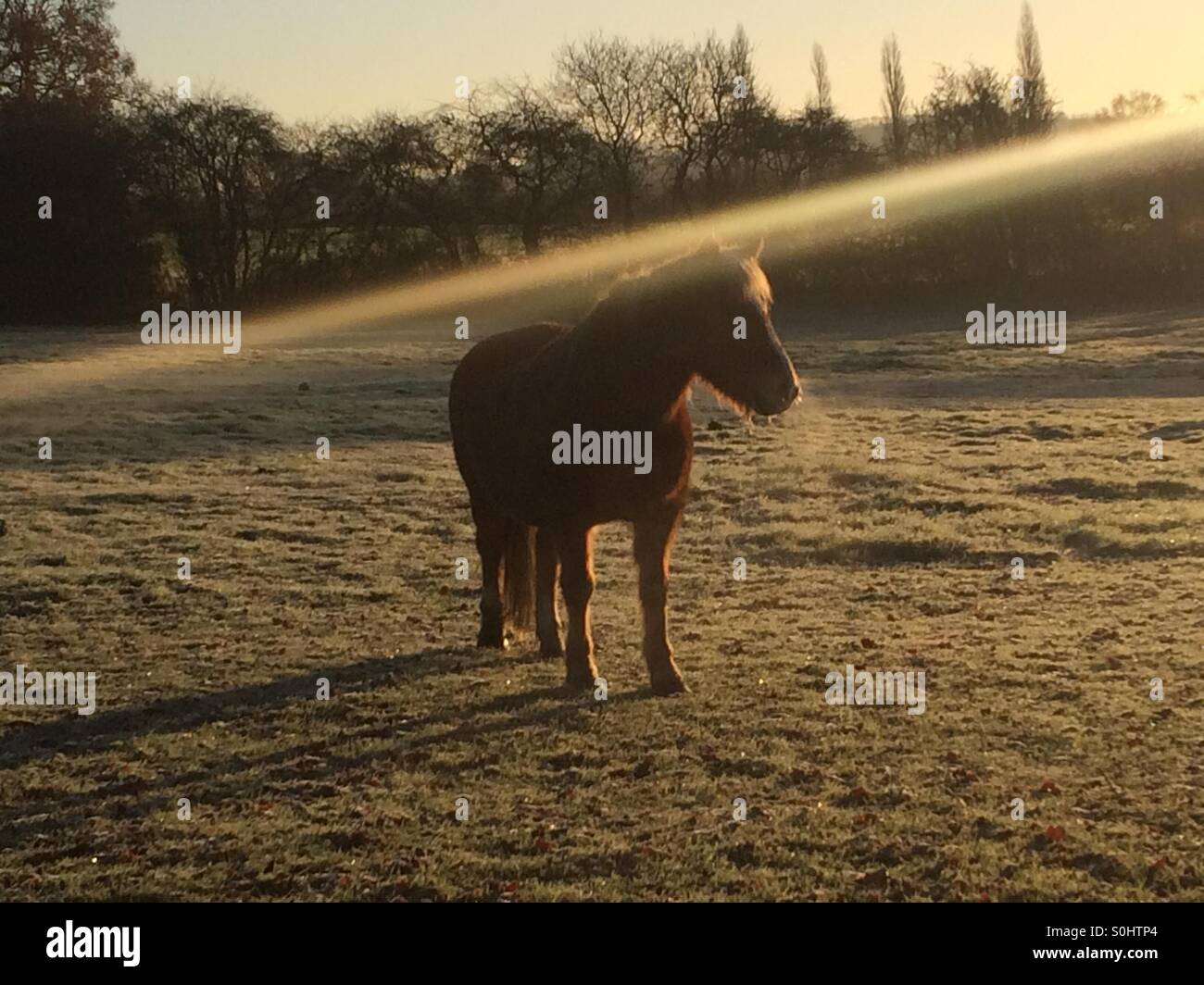 Early sun ray hi-res stock photography and images - Alamy