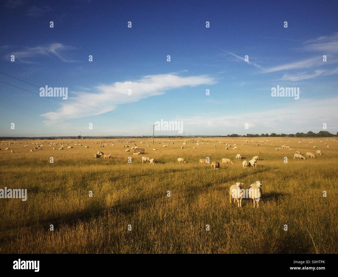 New romney hi-res stock photography and images - Alamy