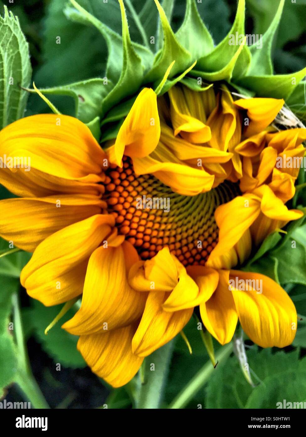 Half open sunflower hi-res stock photography and images - Alamy