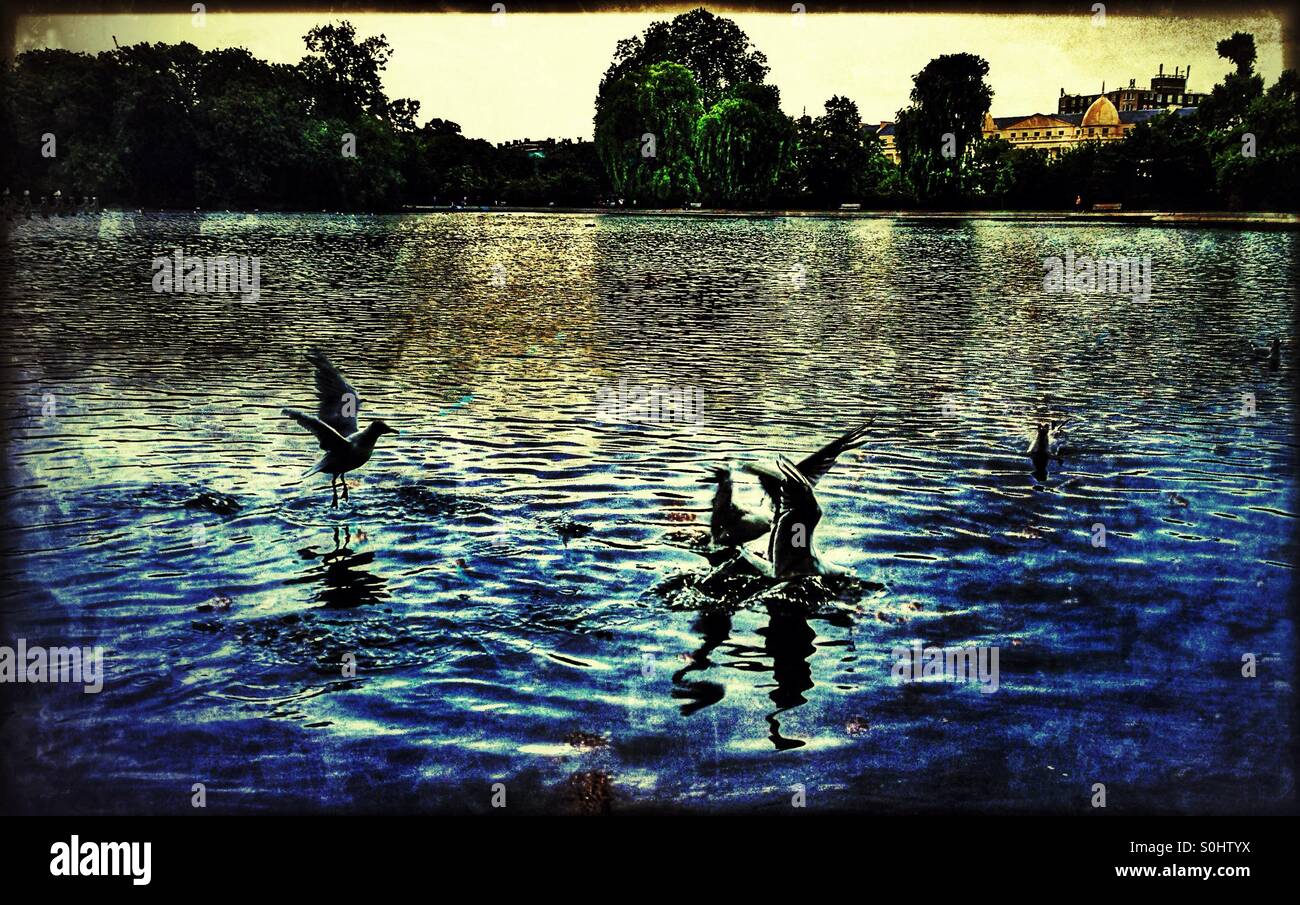 Regents park london birds hi-res stock photography and images - Alamy