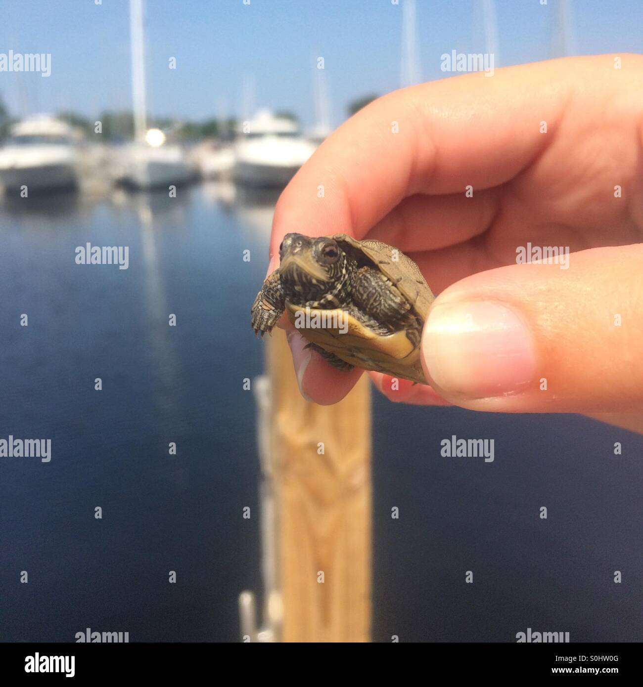 Little turtle hi-res stock photography and images - Alamy