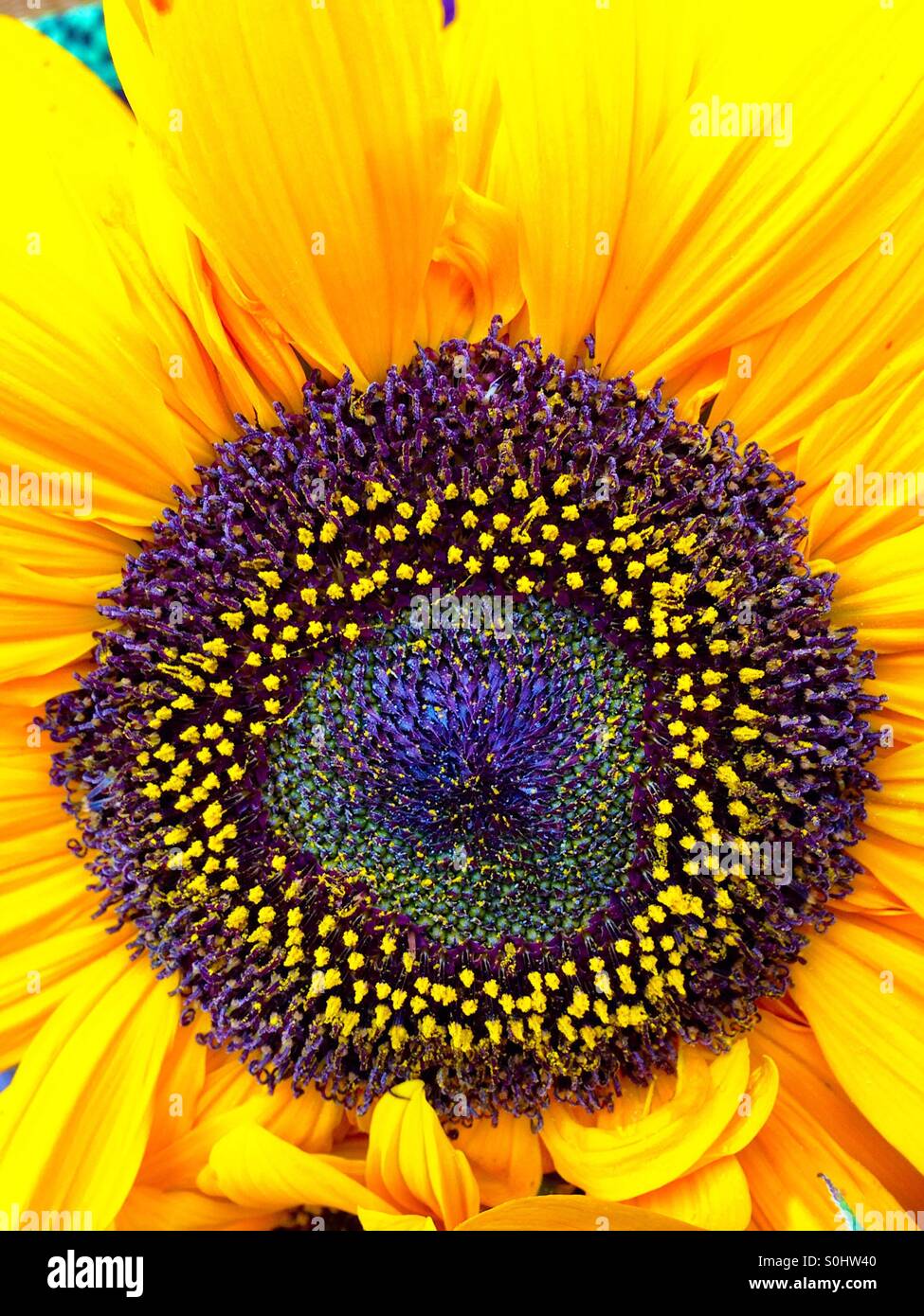 Closeup of a yellow sunflower Stock Photo - Alamy