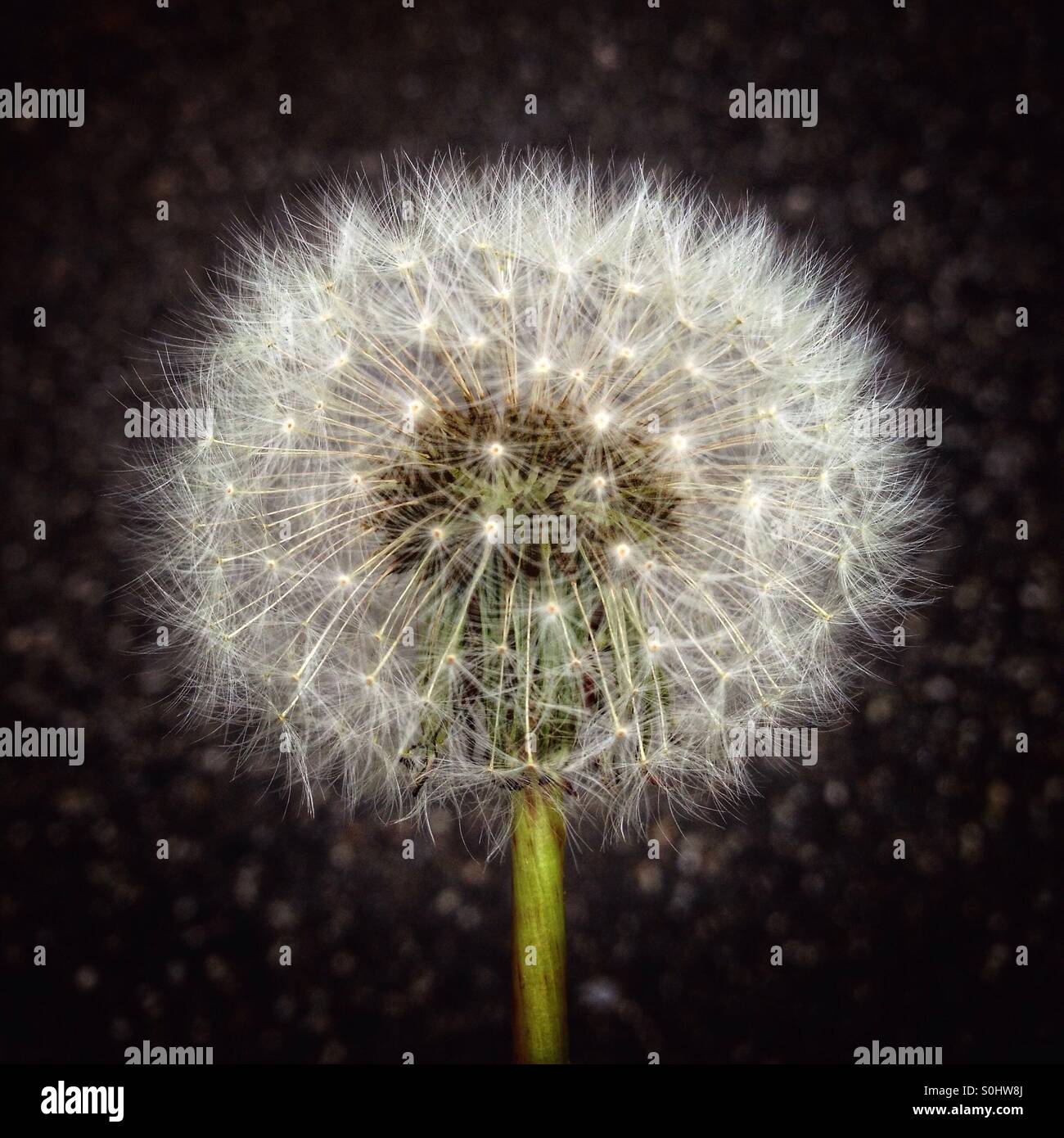 Dandelion head hi-res stock photography and images - Alamy
