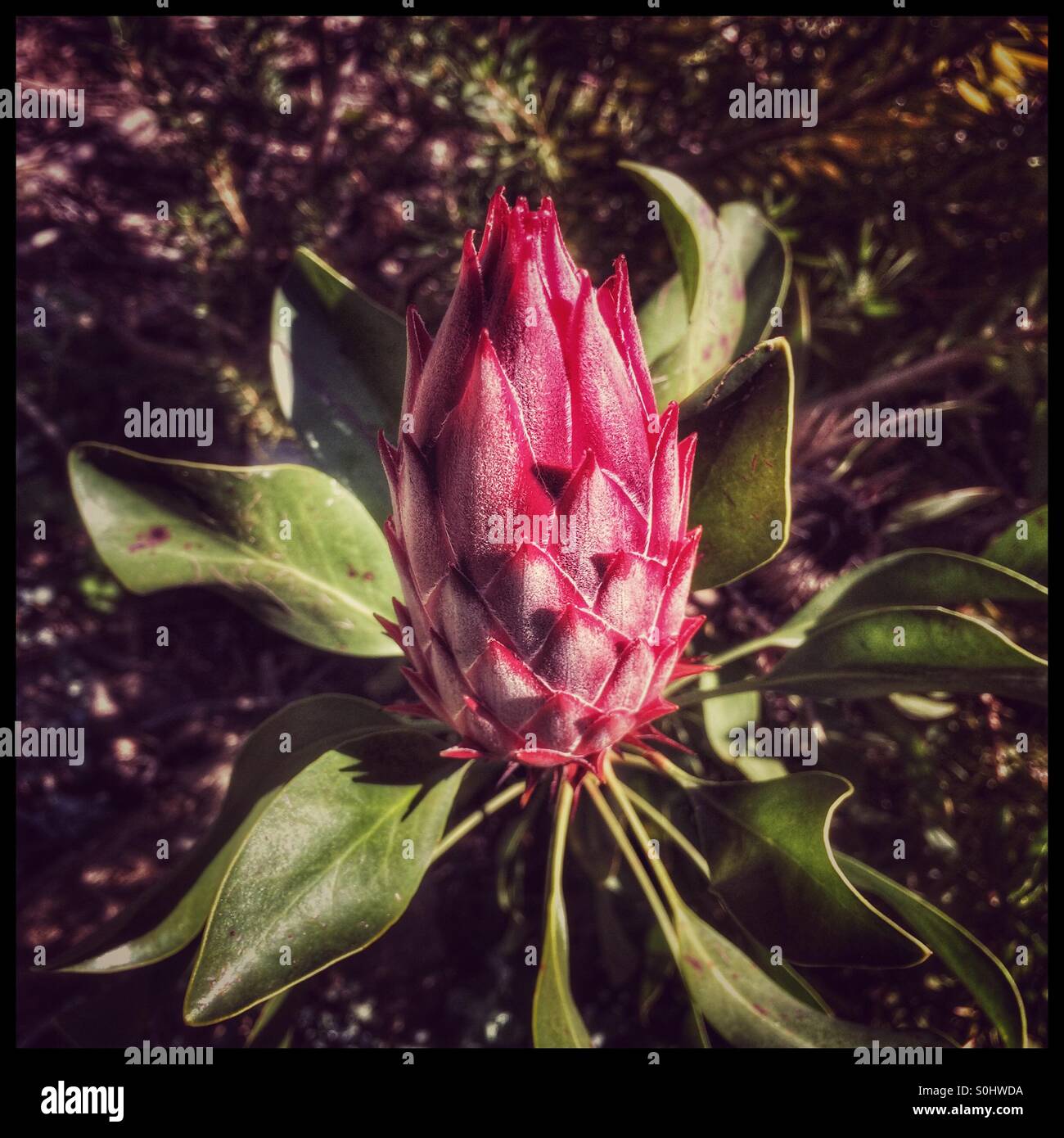 Red Protea flower Stock Photo - Alamy