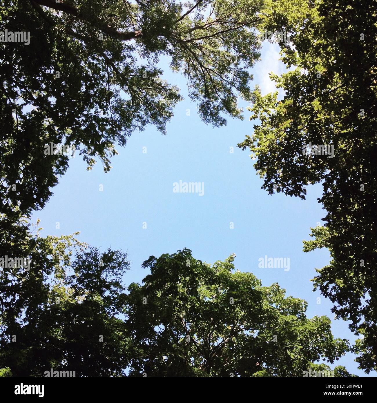 Tree tops framing blue sky Stock Photo - Alamy