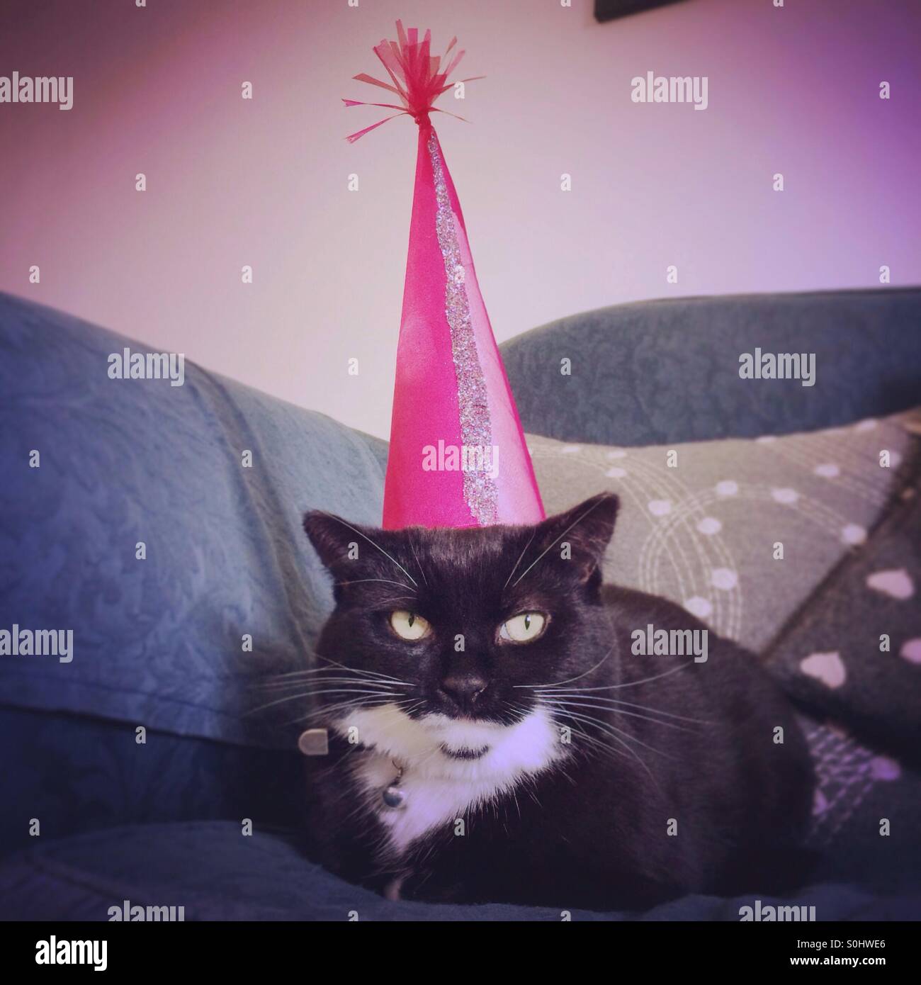 Party Cat