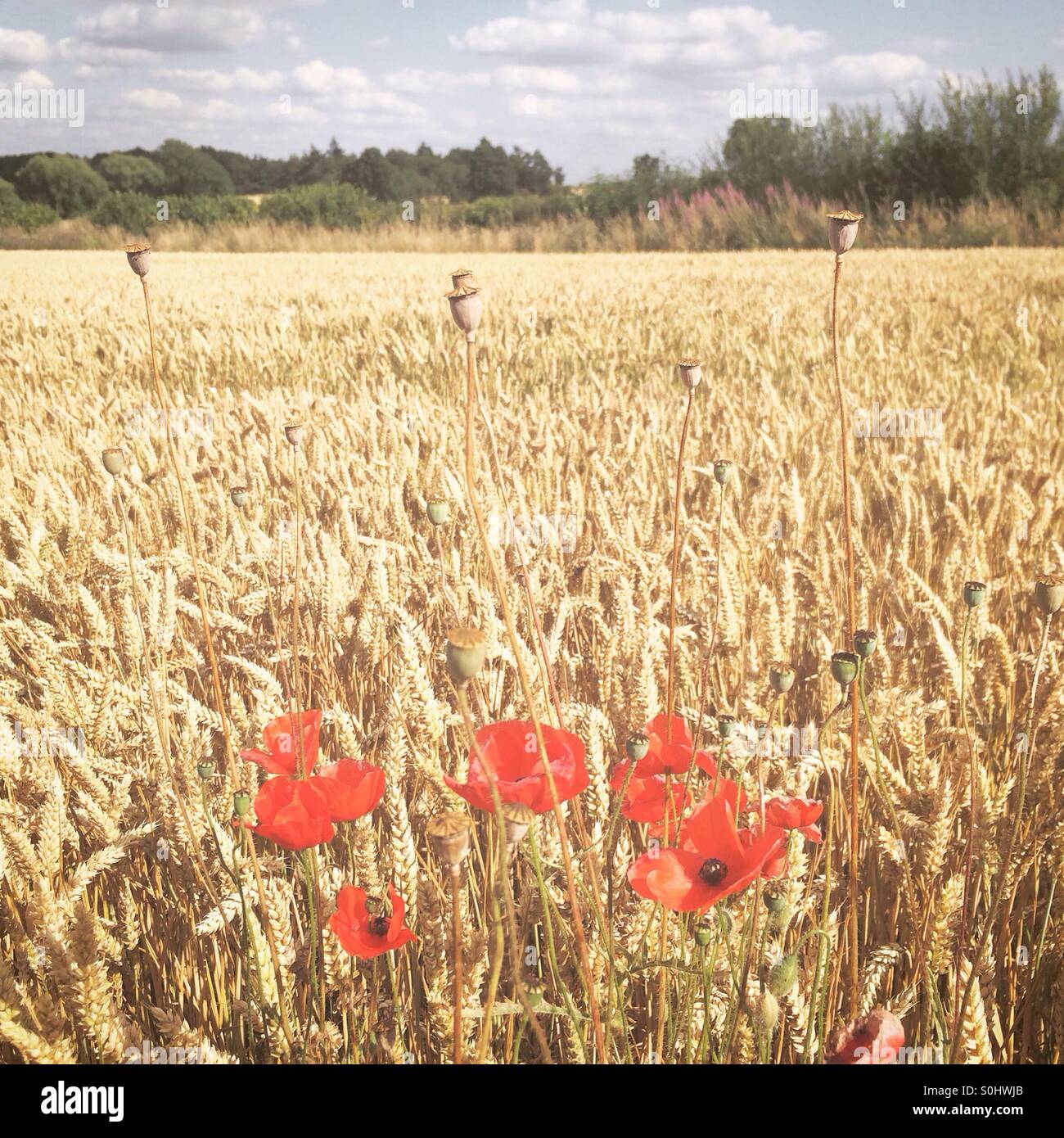 Stand Out Flowers High Resolution Stock Photography and Images - Alamy