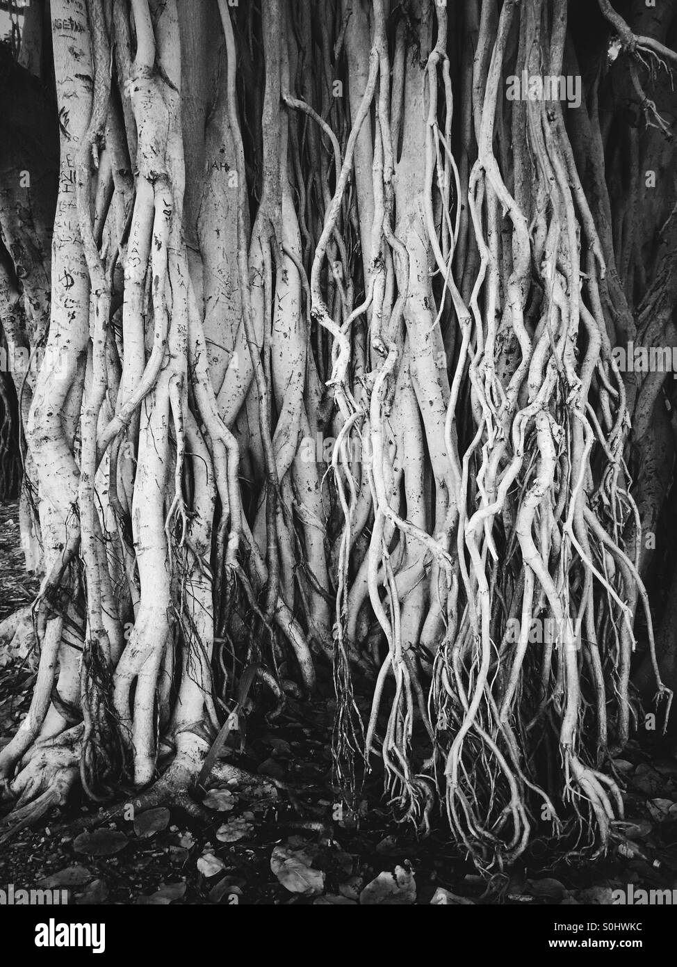 Roots of plants hi-res stock photography and images - Alamy
