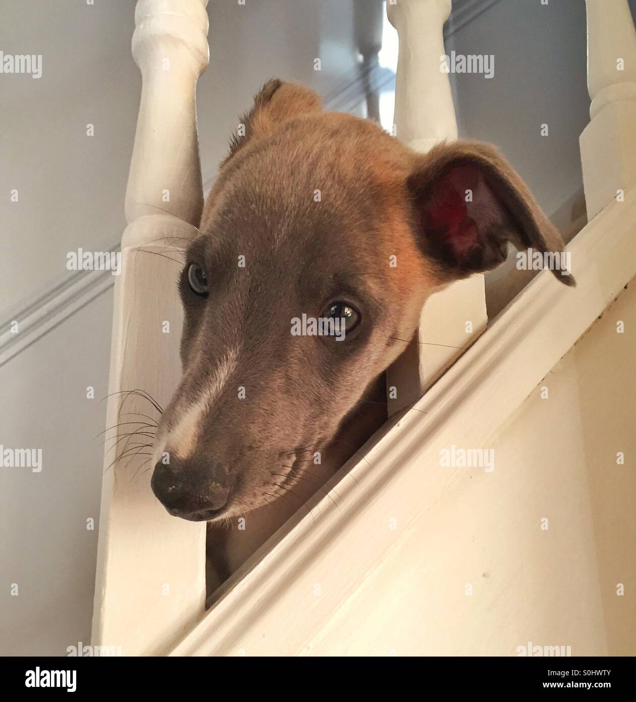 Baby whippet hi-res stock photography and images - Alamy