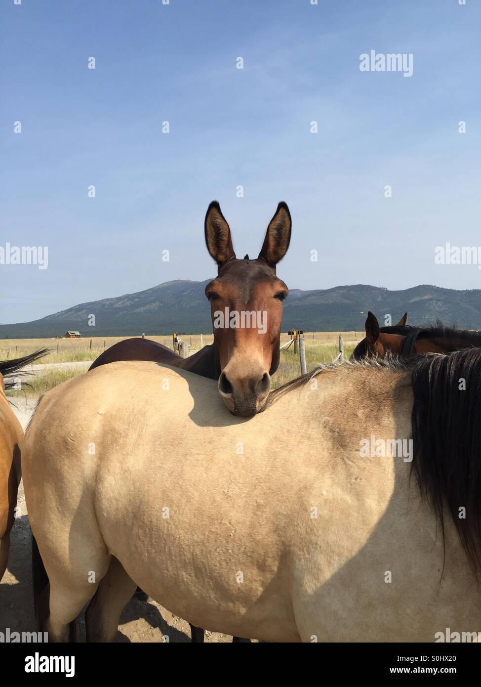 Mule and horses hi-res stock photography and images - Alamy