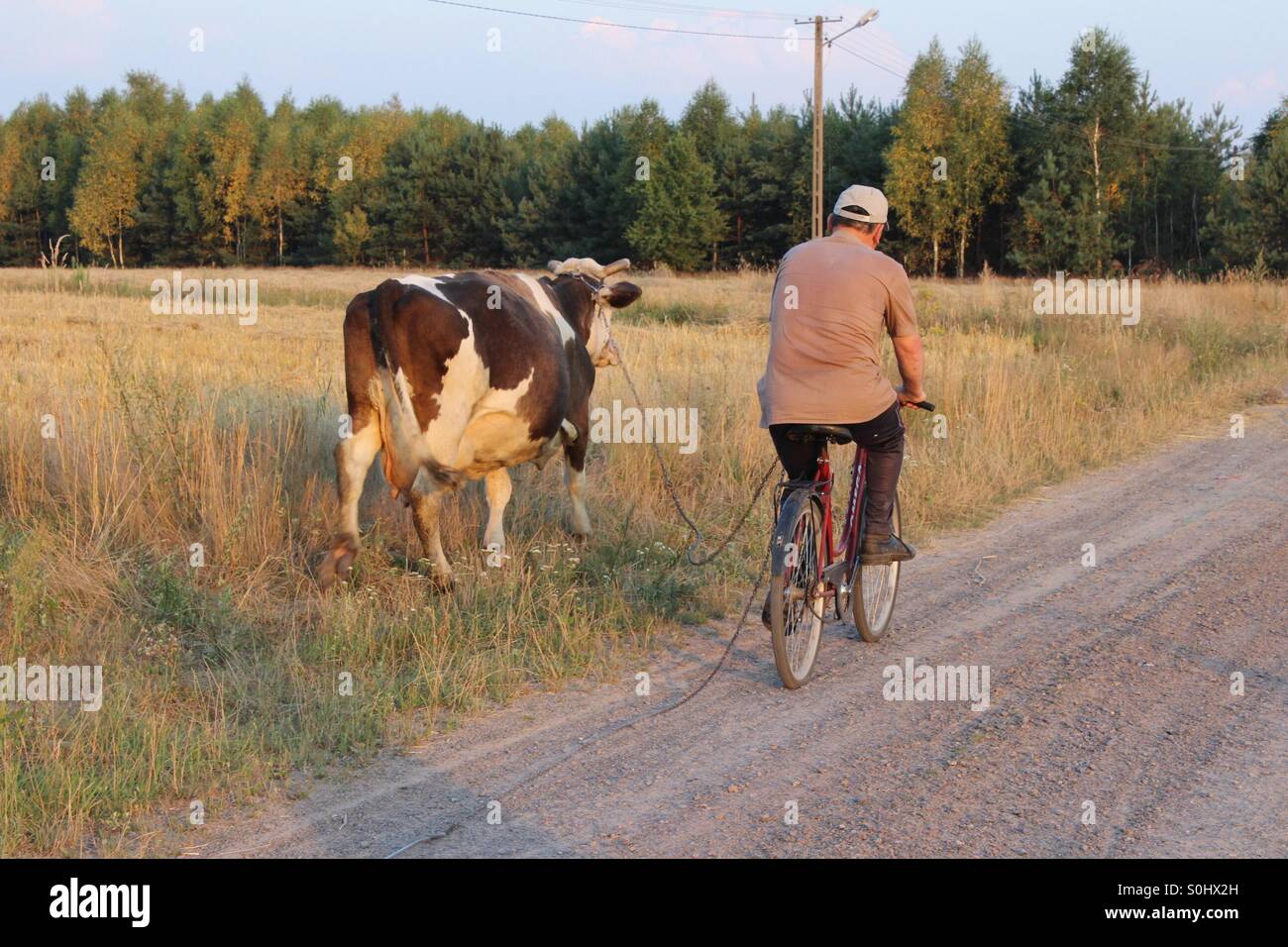 Riding a cow hi-res stock photography and images - Alamy