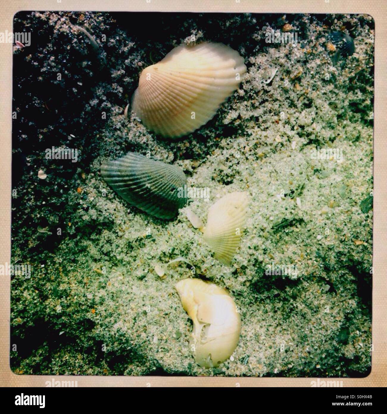 Shells on beach Stock Photo - Alamy