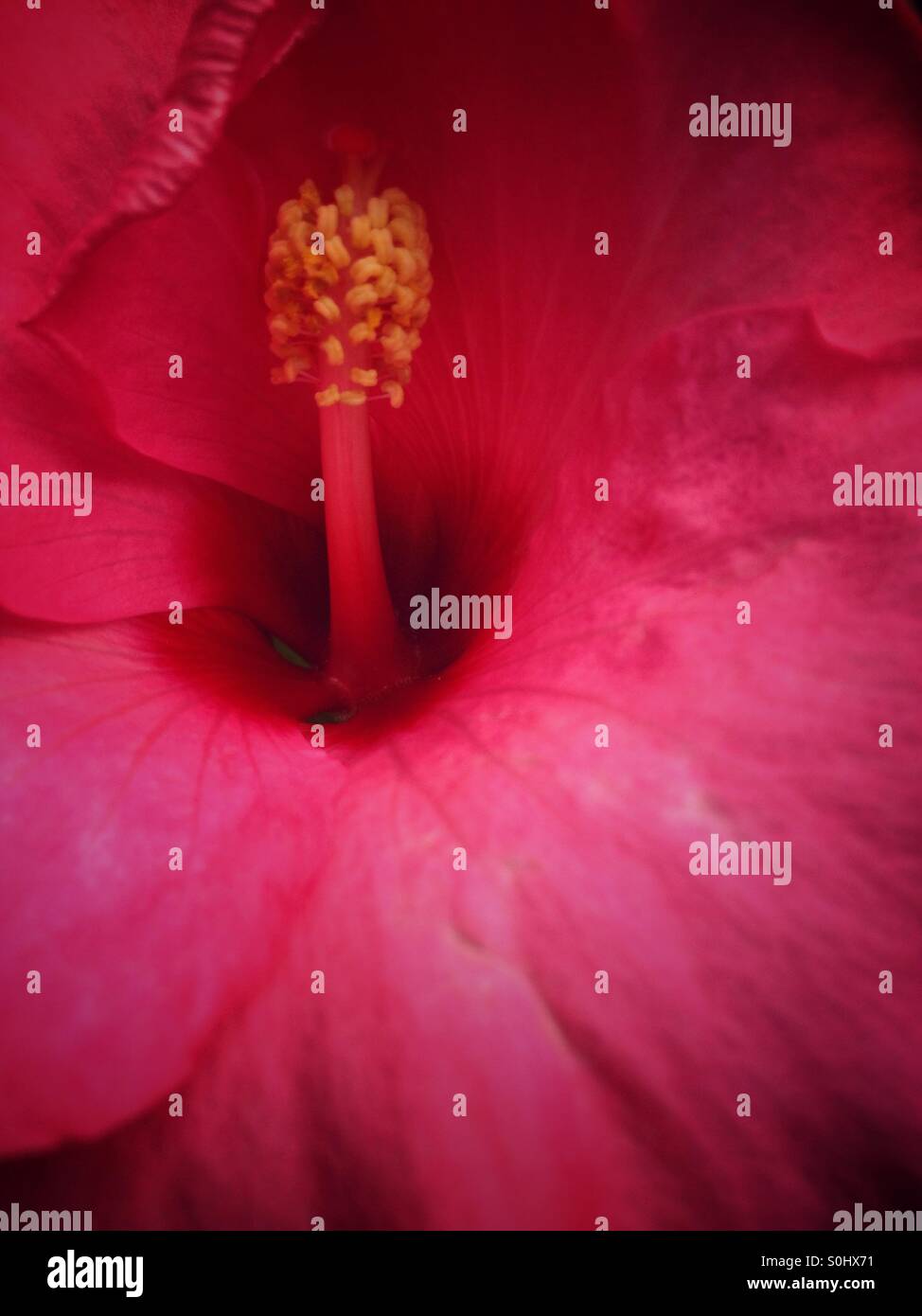 Hibiscus stigma hi-res stock photography and images - Alamy