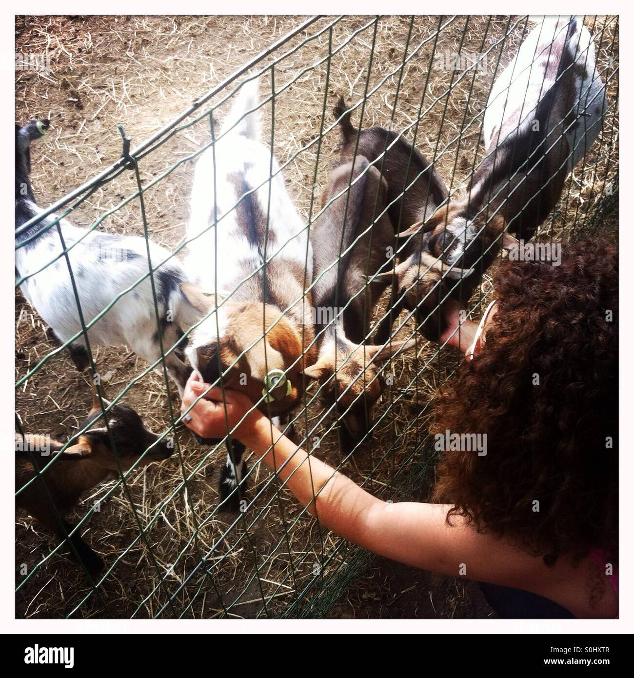 Goat visitor hi-res stock photography and images - Alamy