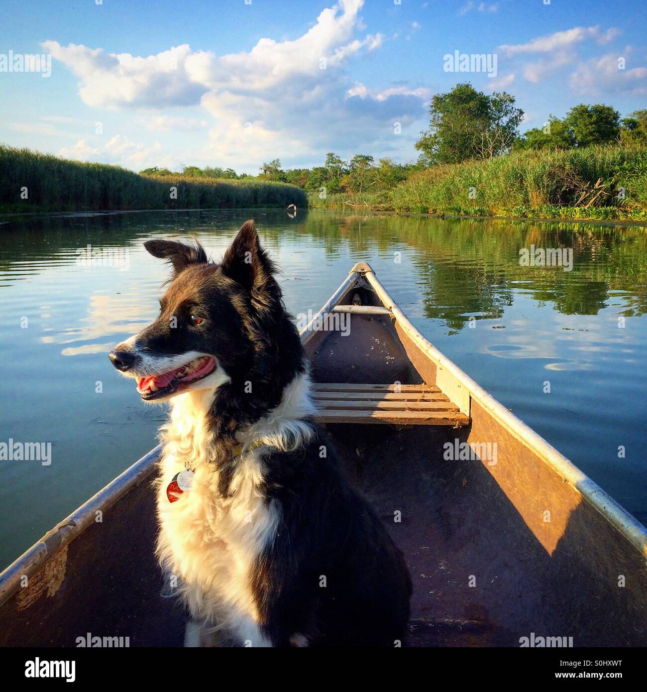 Border collie in a canoe in the Chesapeake bay Stock Photo - Alamy