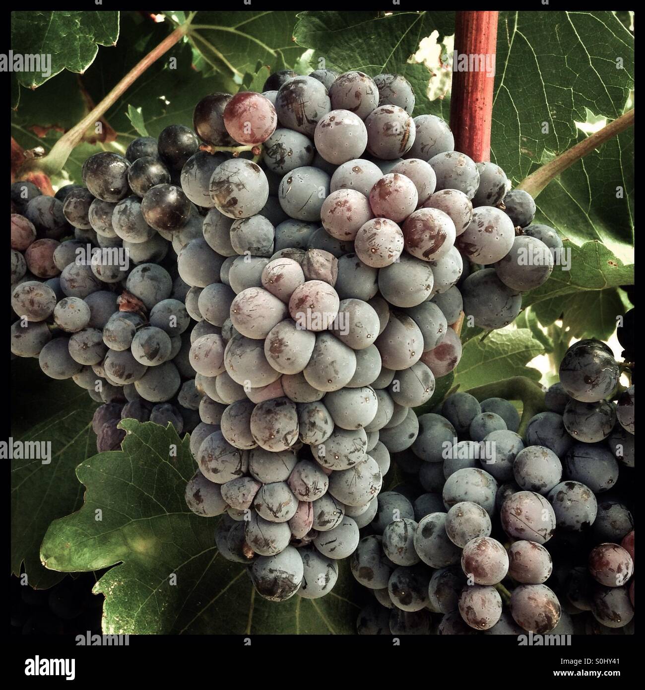 Grenache Grape Stock Photos & Grenache Grape Stock Images - Alamy