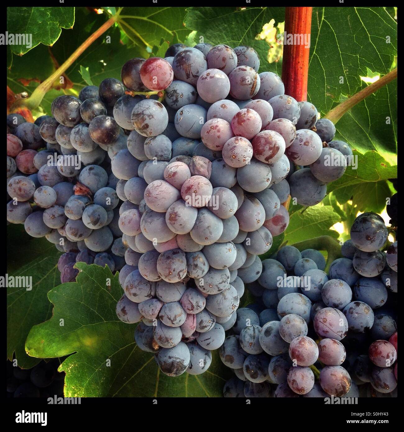 Garnacha vine hi-res stock photography and images - Alamy
