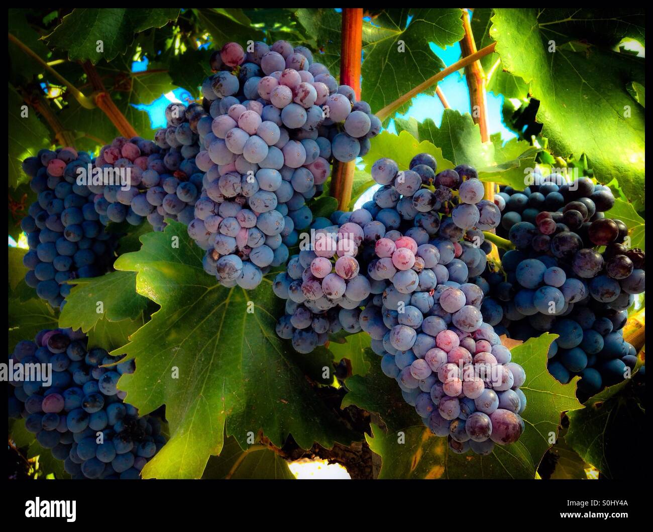 Garnacha vine hi-res stock photography and images - Alamy
