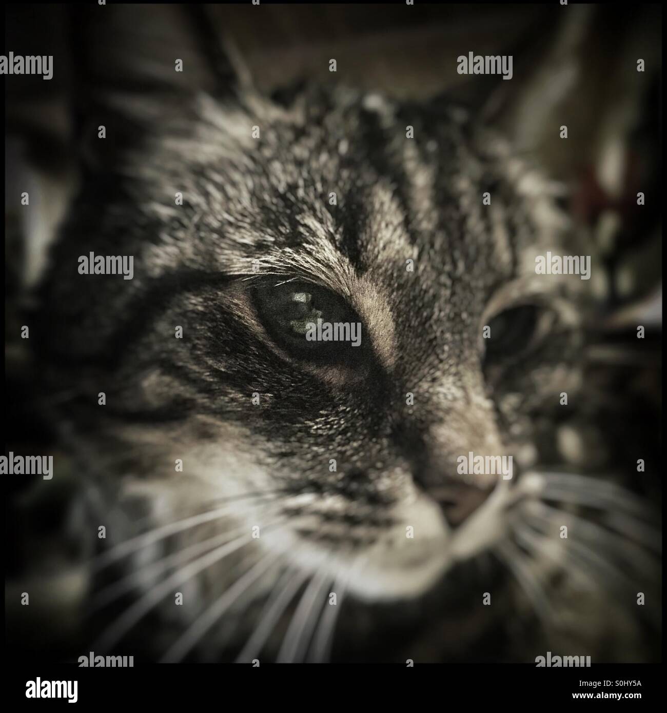 Chat noir hi-res stock photography and images - Alamy