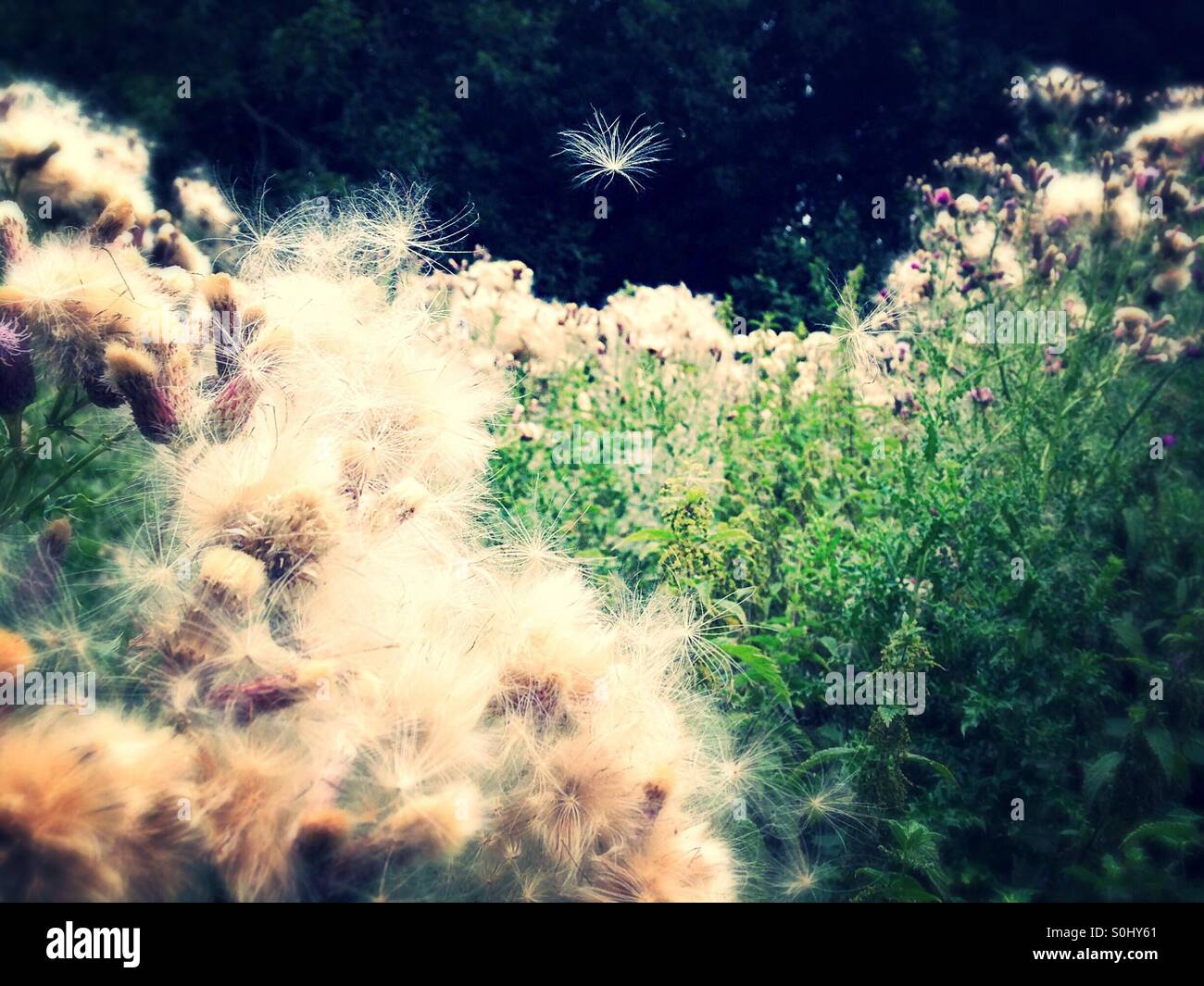 Single cotton scotch thistle seed floating in the air taken in August ...