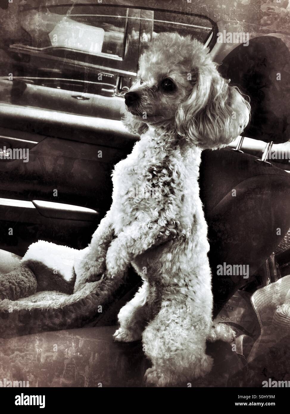 Poodle on her back feet Stock Photo - Alamy