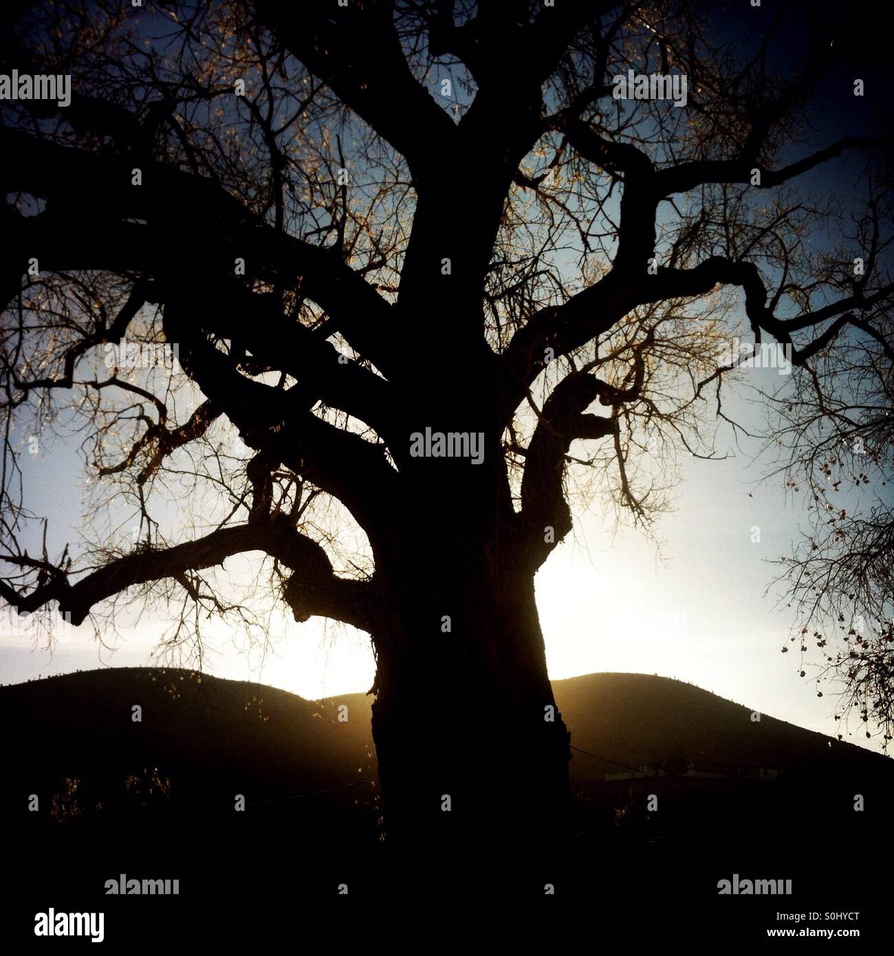 Old elm tree hi-res stock photography and images - Alamy