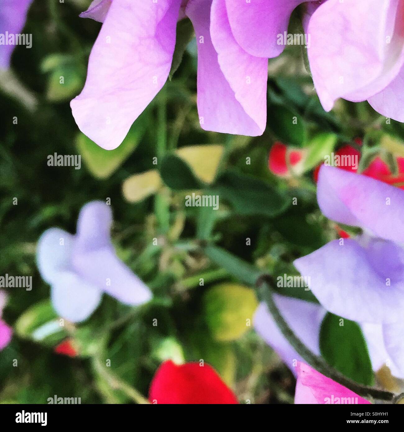 Climbing sweet peas hi-res stock photography and images - Alamy