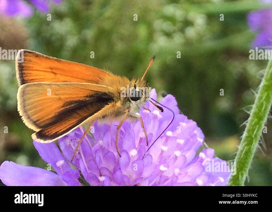 Skipper insect hi-res stock photography and images - Alamy