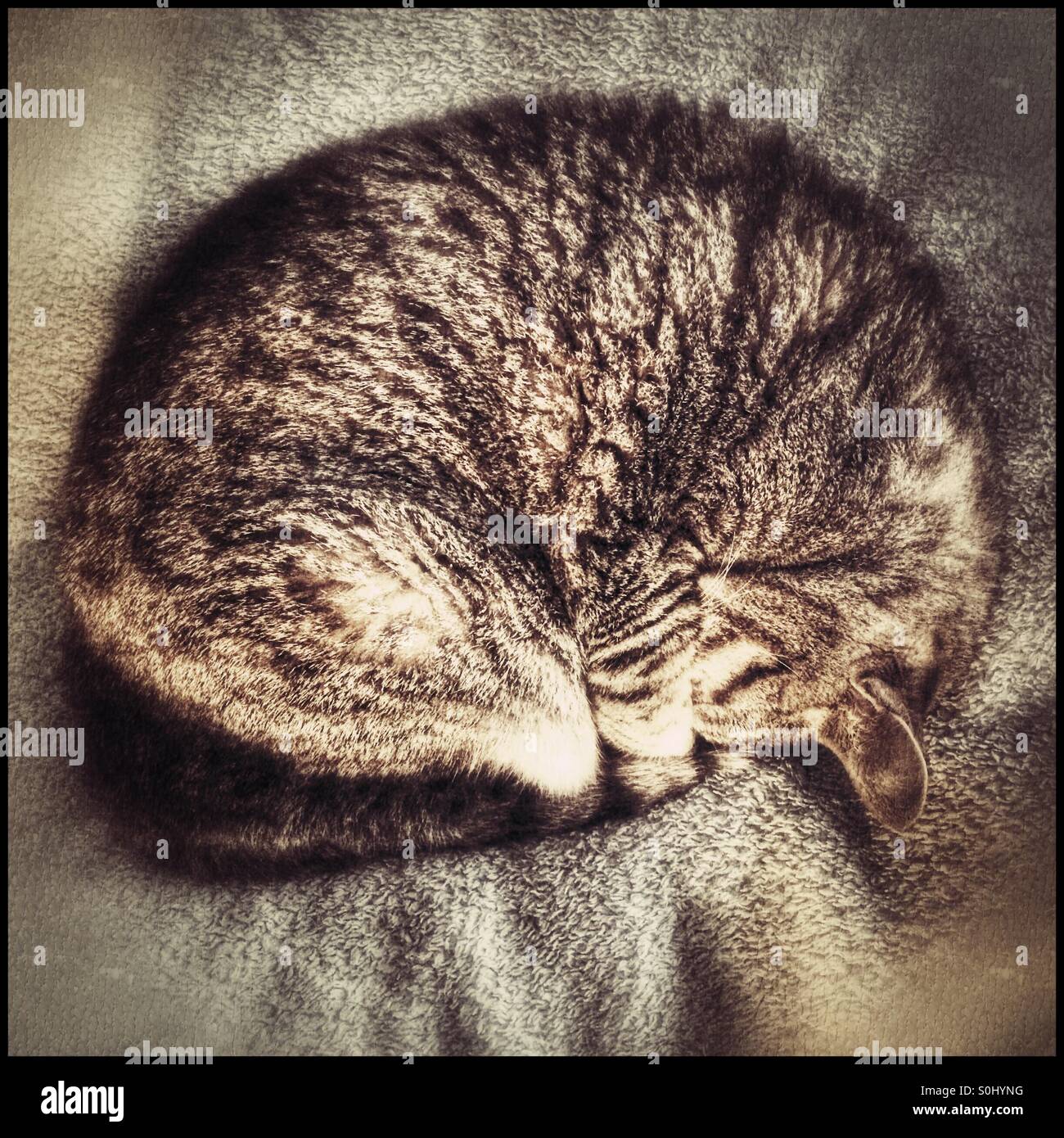 Sleeping cat curled up Stock Photo - Alamy