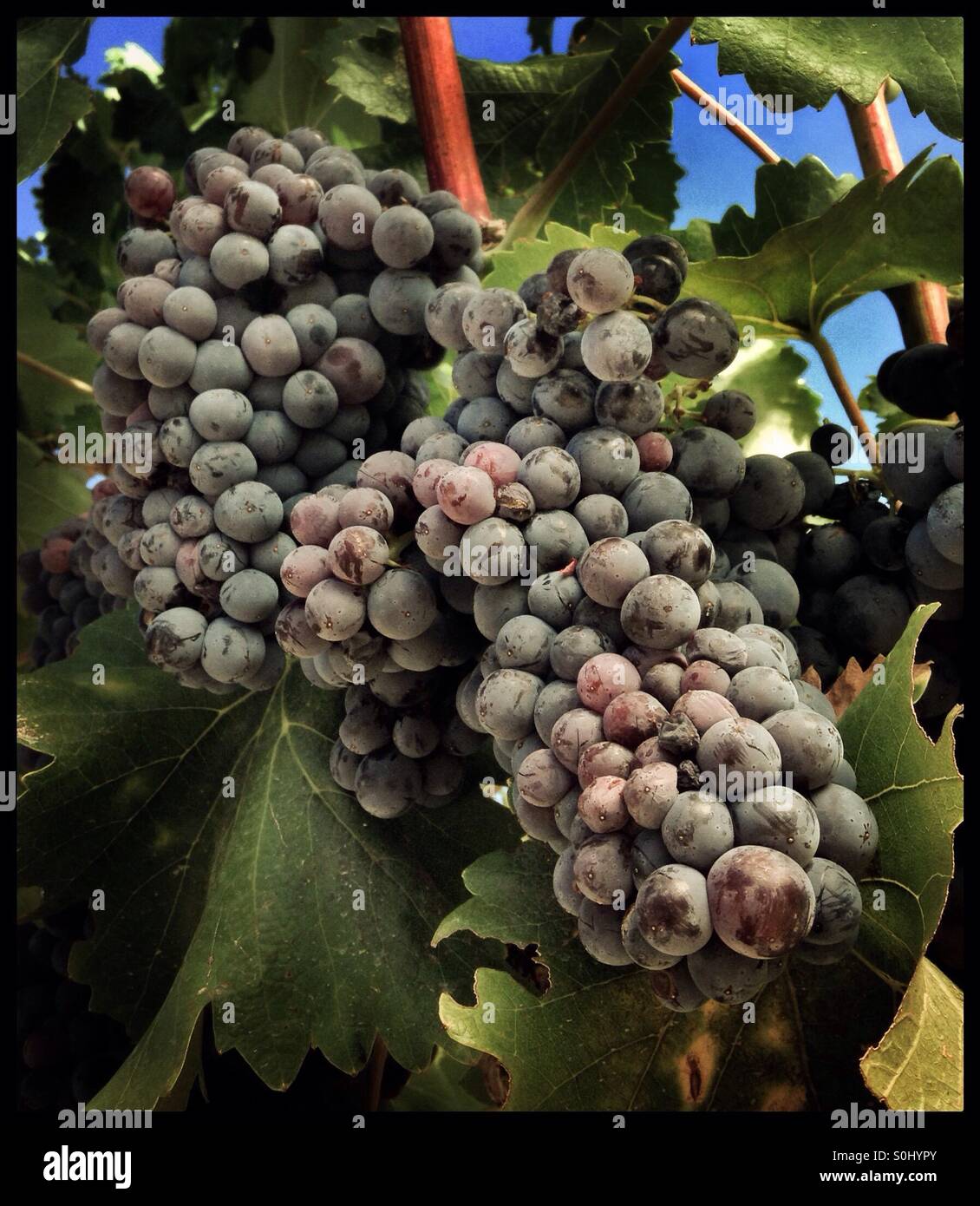 Grenache Grape High Resolution Stock Photography and Images - Alamy