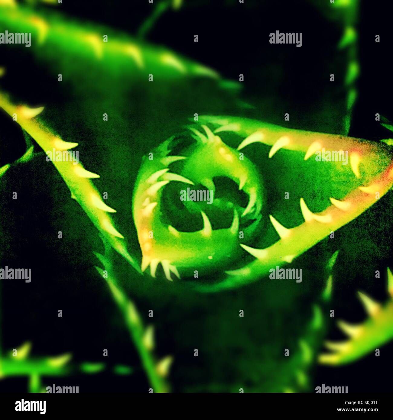 Spiky teeth hi-res stock photography and images - Alamy