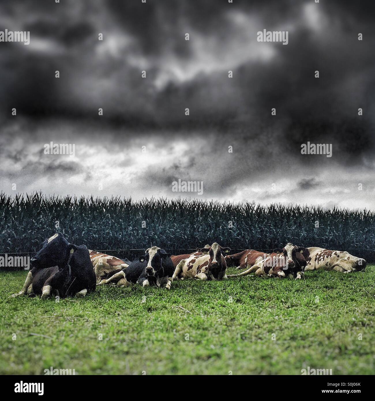 Dairy cows lying in a field under stormy skies Stock Photo - Alamy