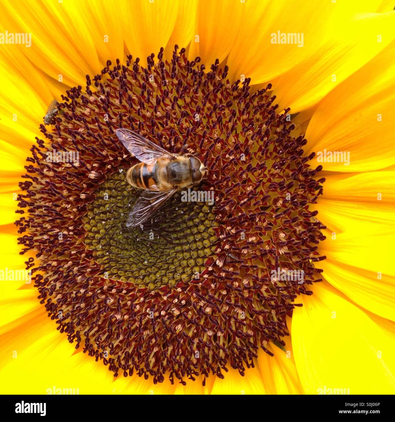 A hover fly sitting on a sunflower in a garden in summer Stock Photo ...