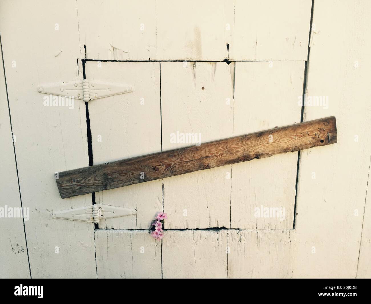 Pink flower wallflower hi-res stock photography and images - Alamy