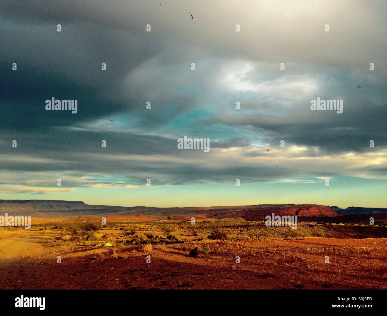 Desert rat hi-res stock photography and images - Alamy