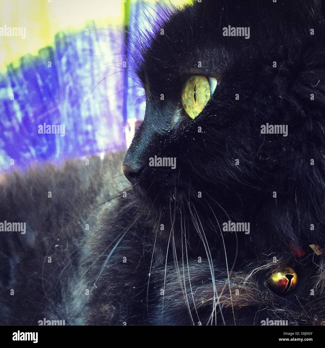 Black cat profile Stock Photo - Alamy