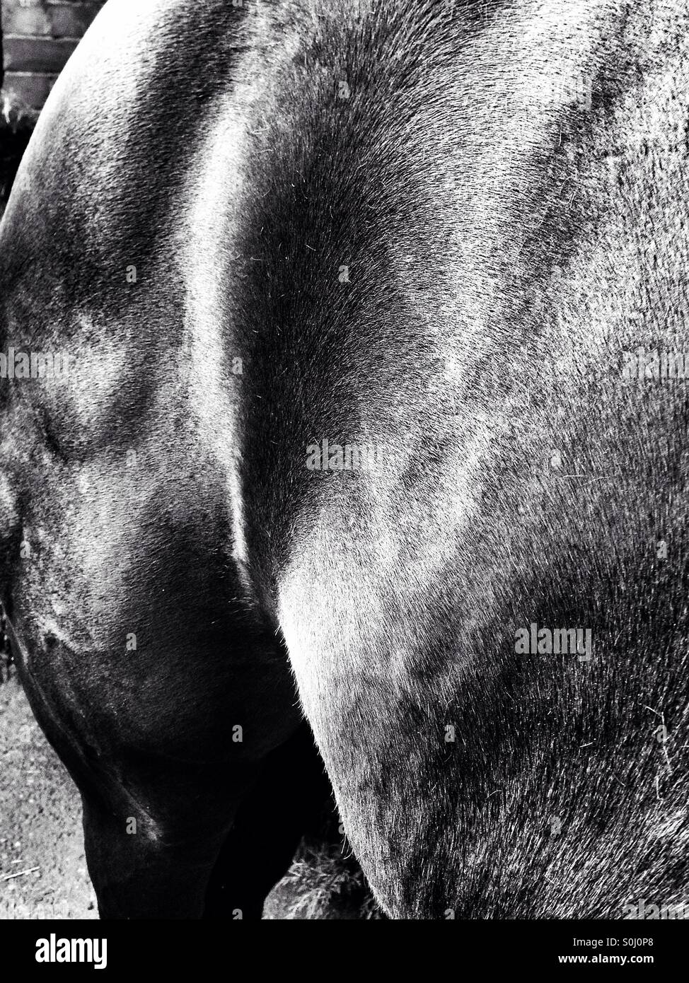 Rump Horse Stock Photos & Rump Horse Stock Images - Alamy