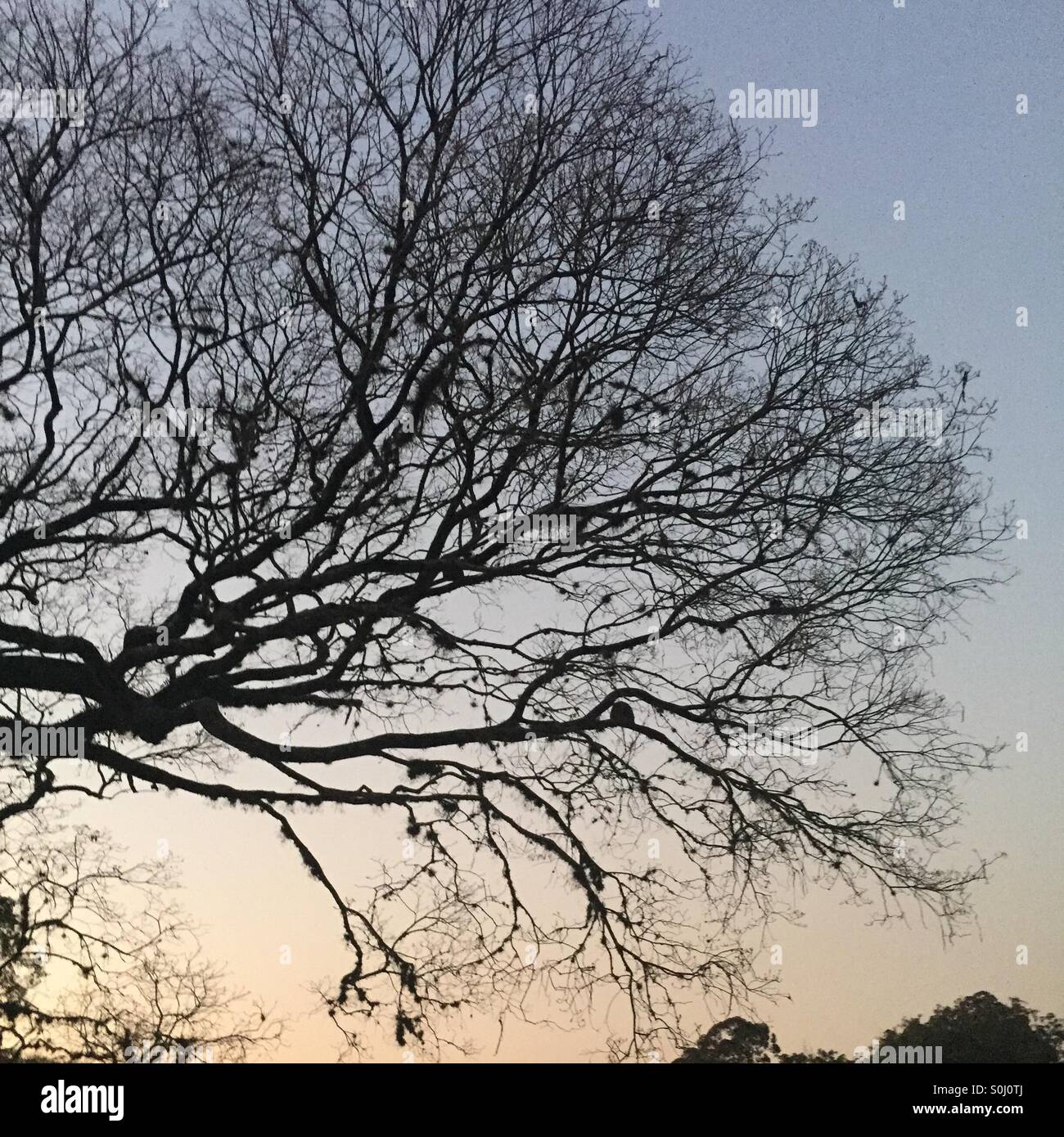 Sunset and tree hi-res stock photography and images - Alamy