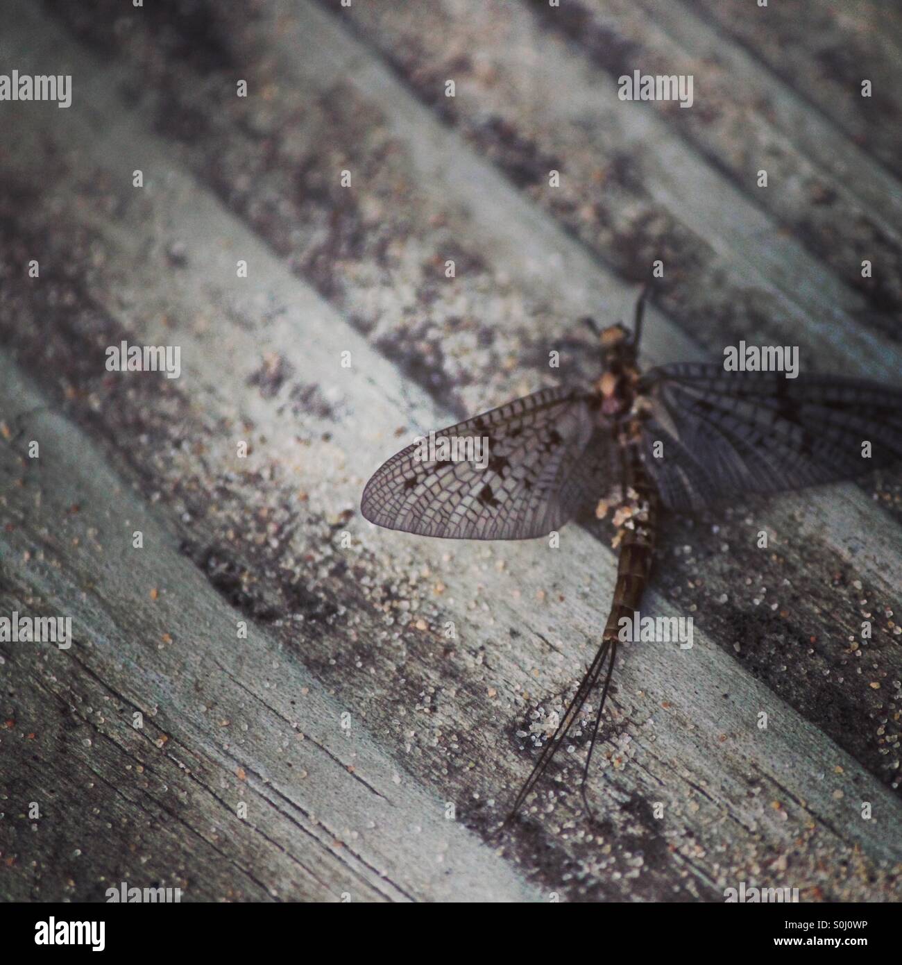 Mayfly Fishing Stock Photos & Mayfly Fishing Stock Images - Alamy