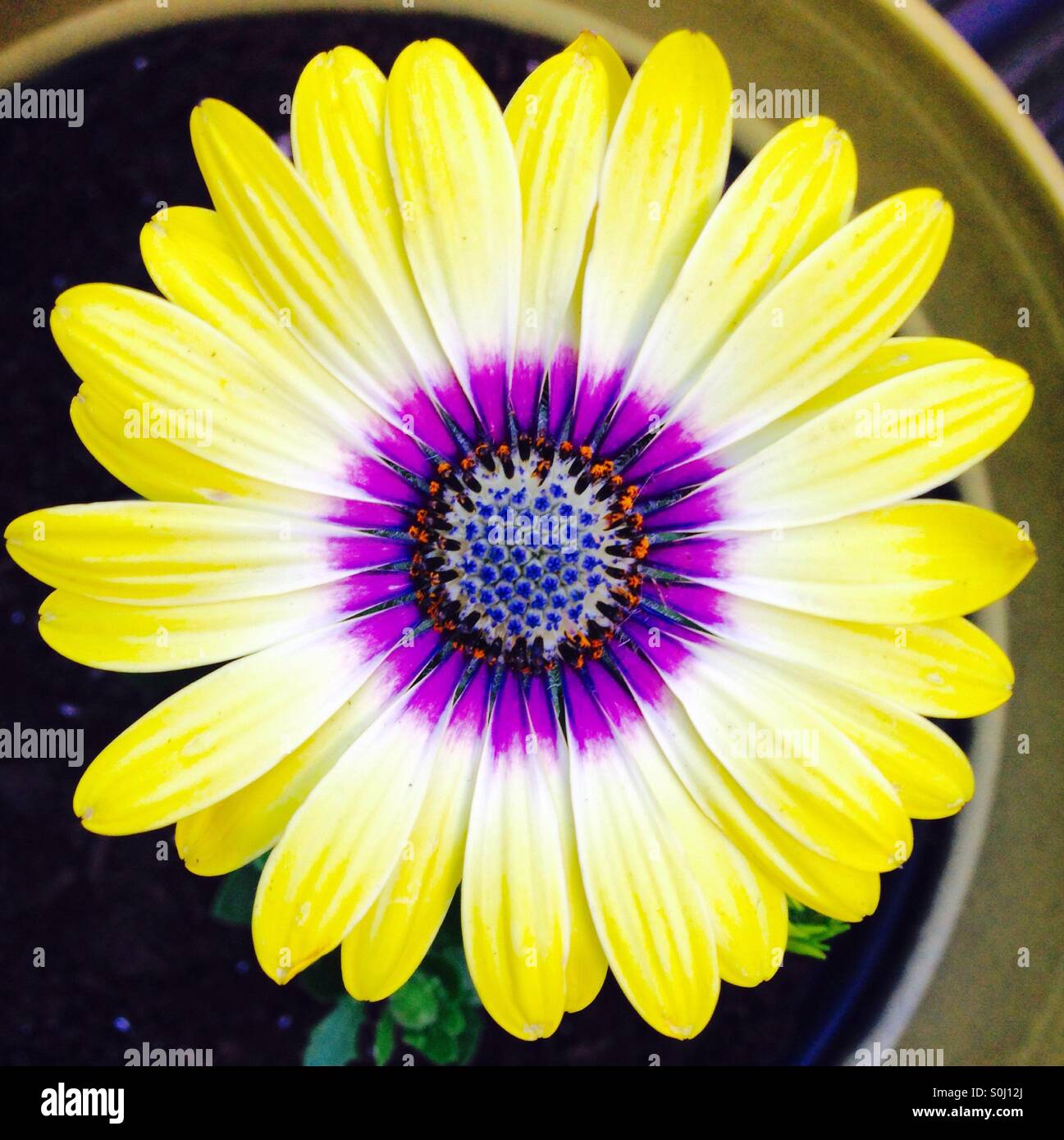 Purple burst hi-res stock photography and images - Alamy