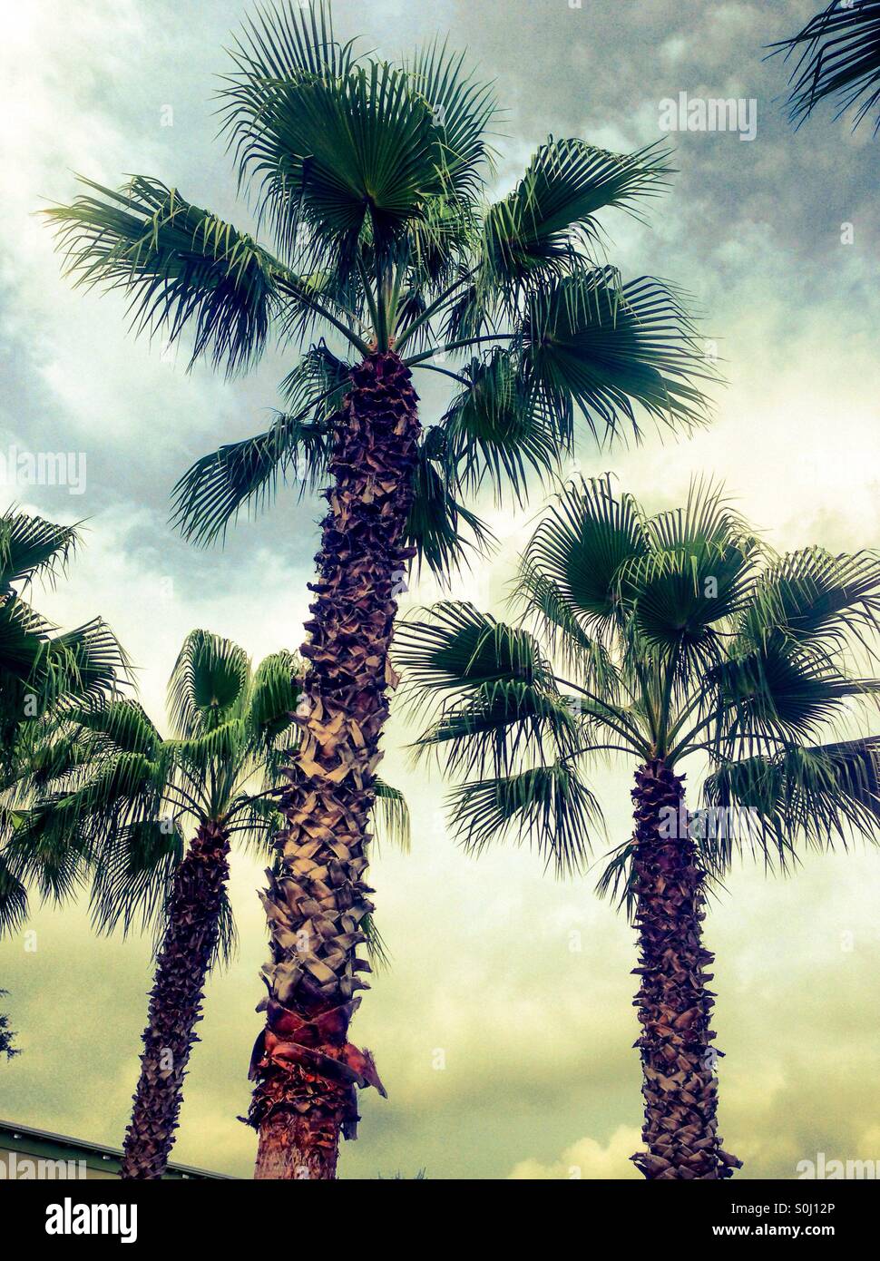 Florida Palm Trees Stock Photo - Alamy