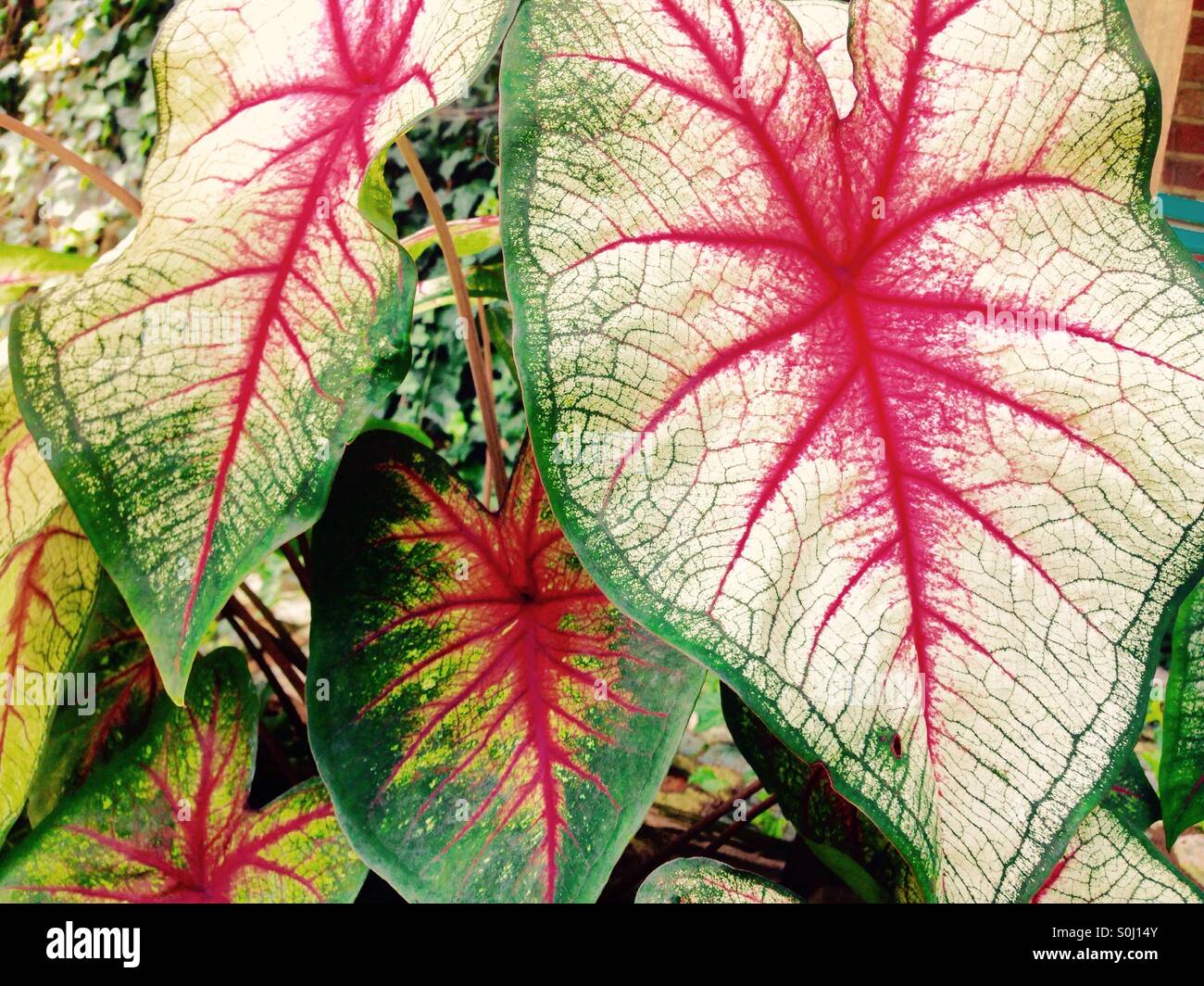 Elephant ears plant hi-res stock photography and images - Alamy