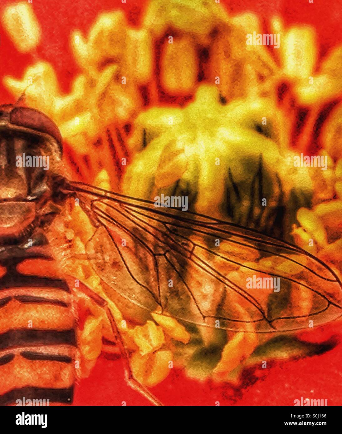 Wasp wings close up Stock Photo - Alamy
