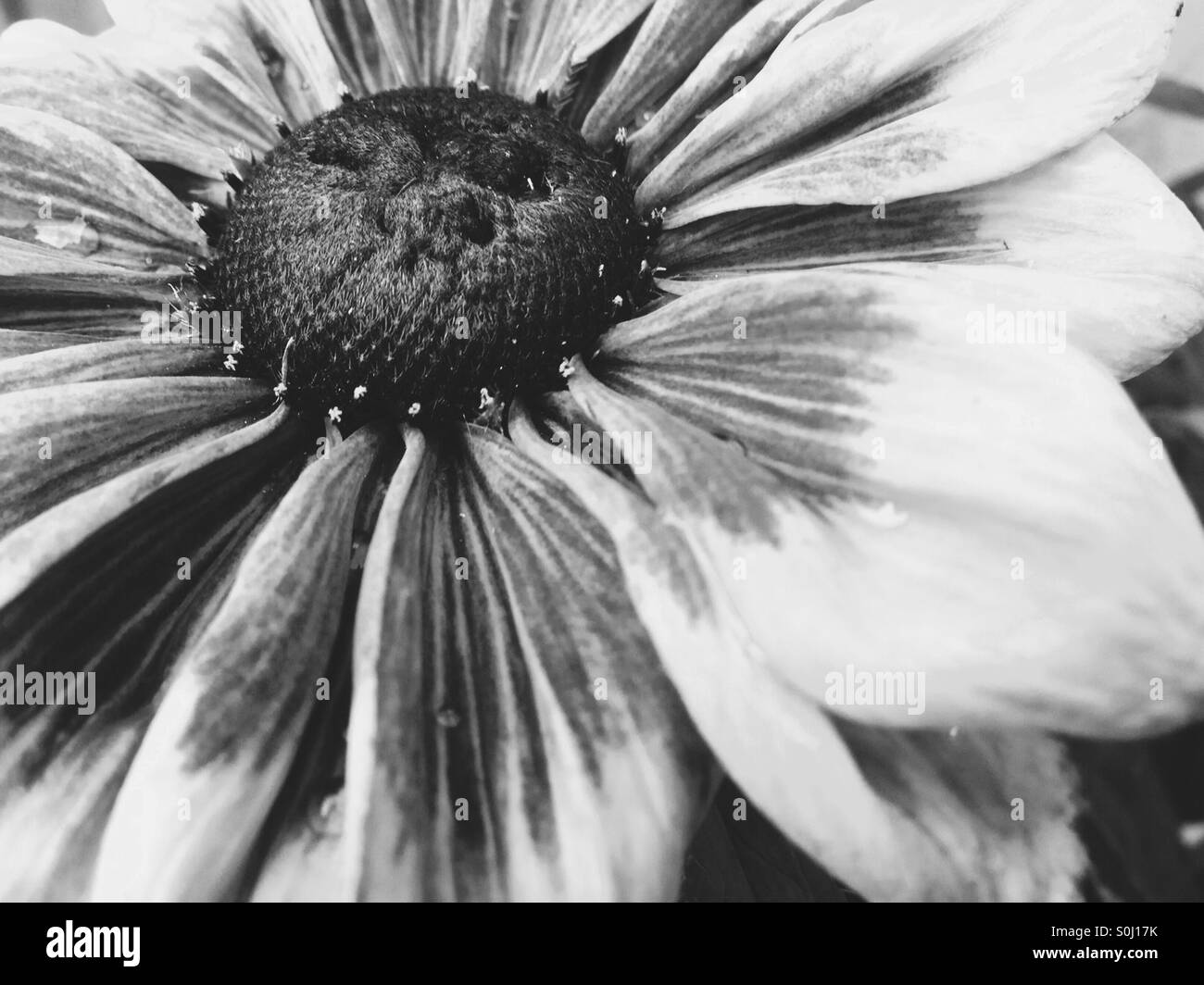 Black and white wildflowers hi-res stock photography and images - Alamy